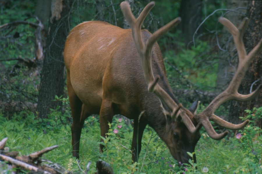 John Miranda's Photography Site Canada Page